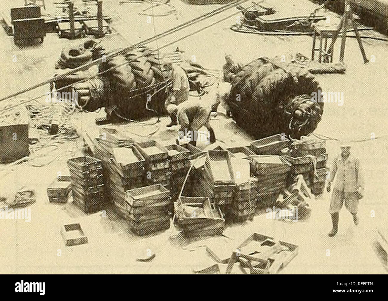 Yellowfin tuna dolphin hi-res stock photography and images - Alamy