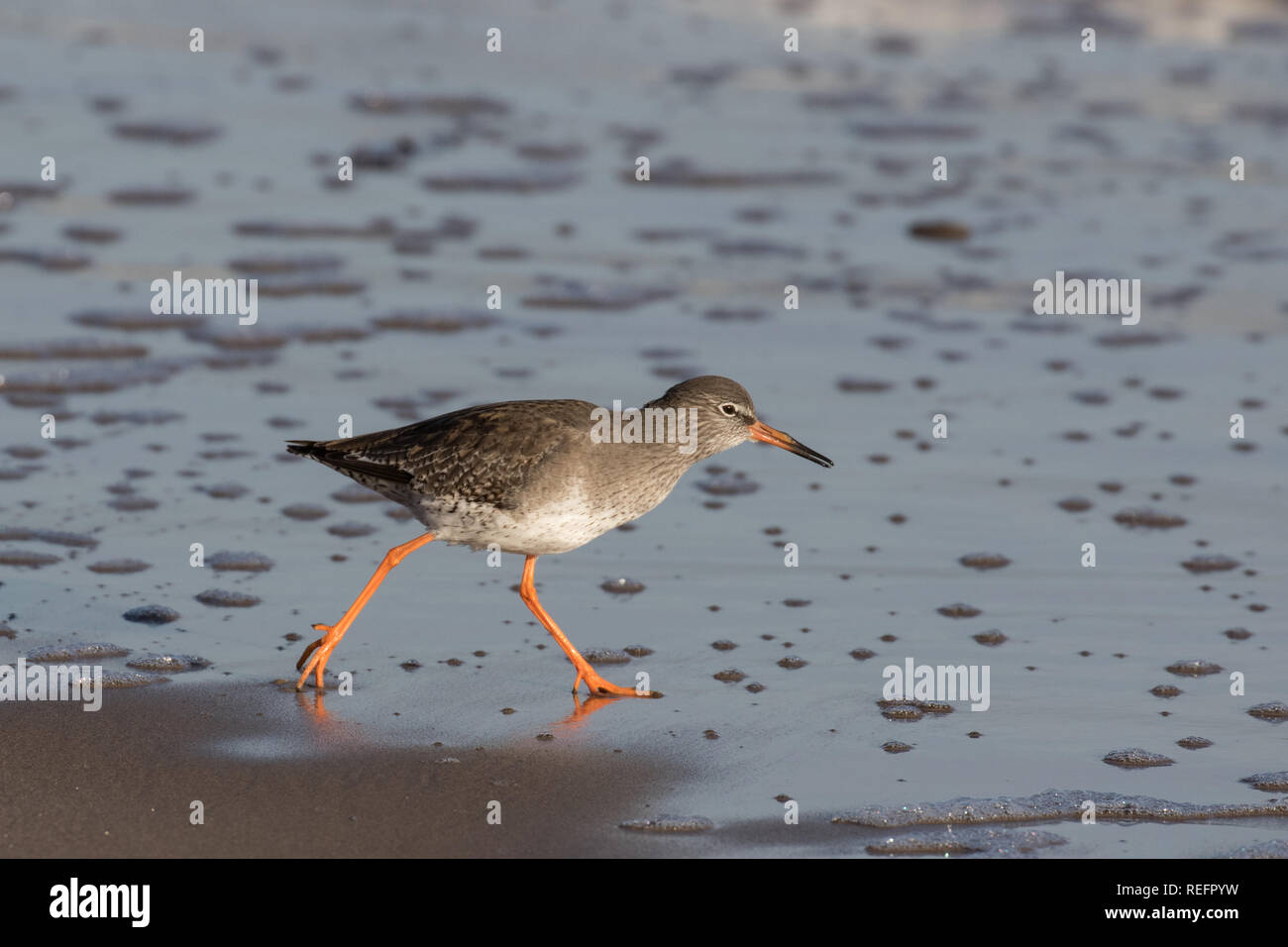 Redshank feeding on the beach Stock Photo - Alamy