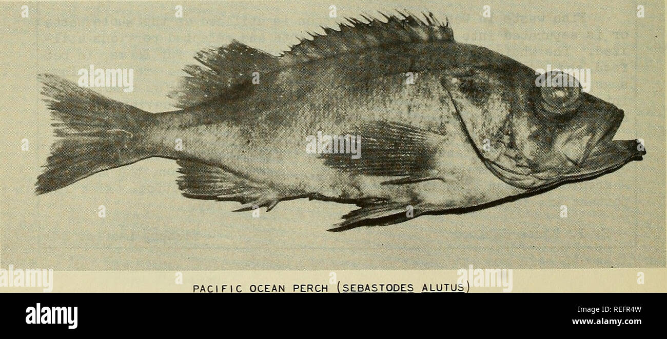 Sebastes alutus hi-res stock photography and images - Alamy
