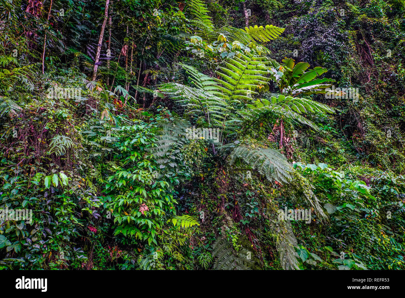 Inside tropical rainforest on peninsular, Malaysia Stock Photo - Alamy
