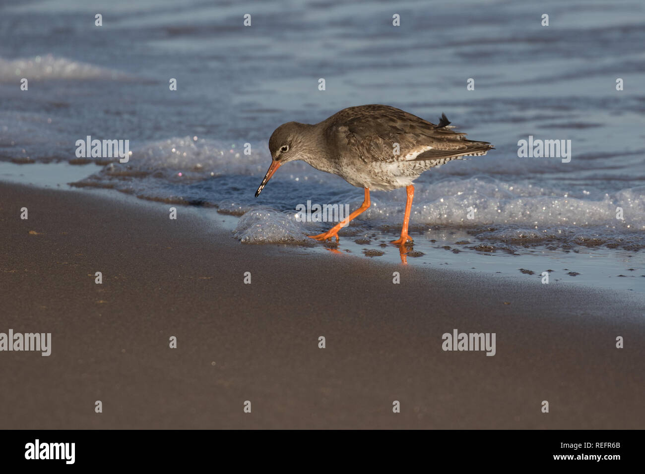 Feeding tim hi-res stock photography and images - Alamy
