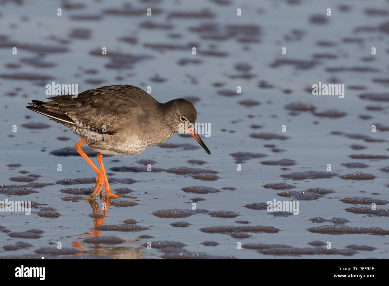 Feeding tim hi-res stock photography and images - Alamy