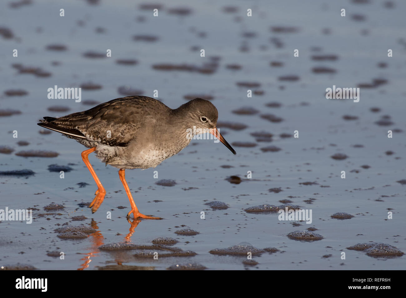 Redshank feeding on the beach Stock Photo - Alamy