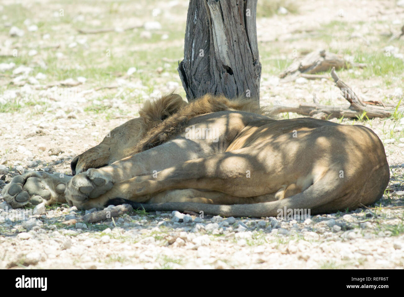 Lions sleeping safari park hi-res stock photography and images - Alamy