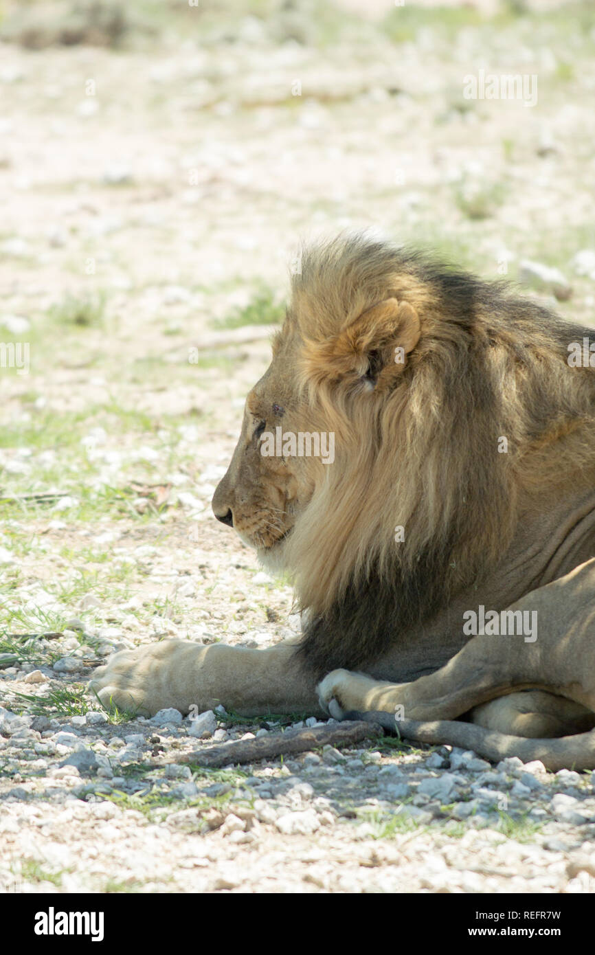 Big game experience hi-res stock photography and images - Alamy