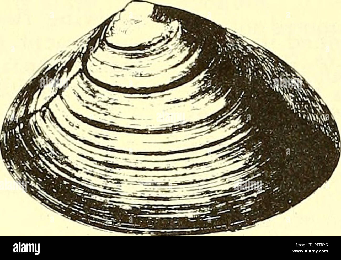 Wampum shells hi-res stock photography and images - Alamy