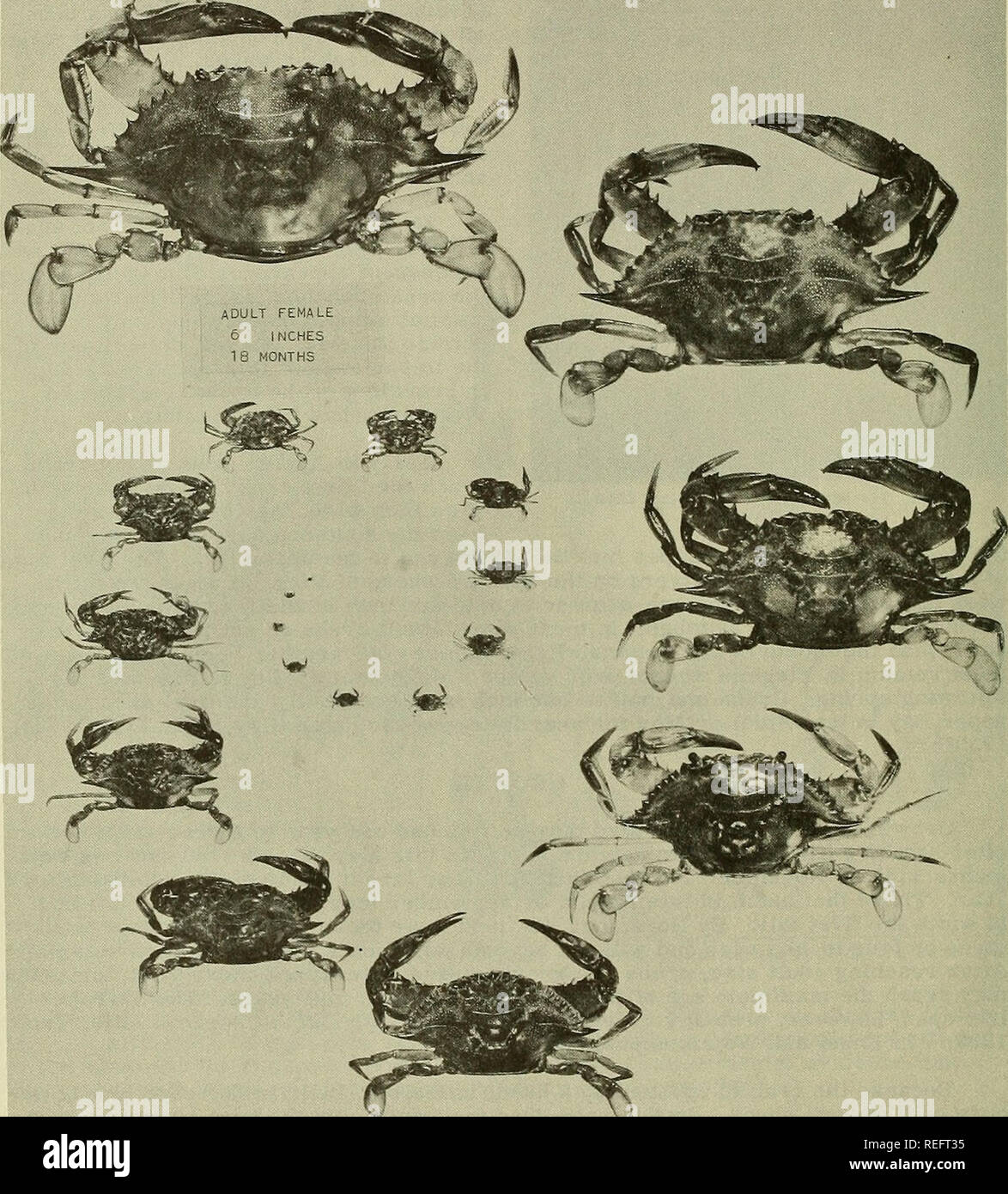 . Commercial fisheries review. Fisheries; Fish trade. 12 COMMERCIAL ...