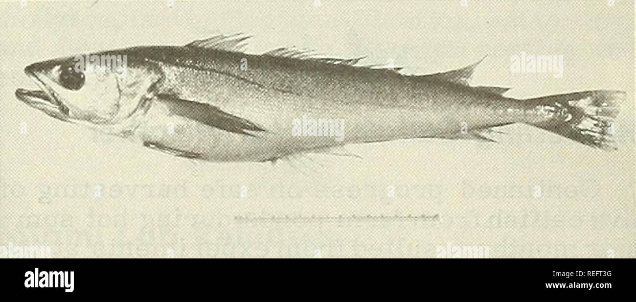 . Commercial fisheries review. Fisheries; Fish trade. 25 BUREAU OF ...