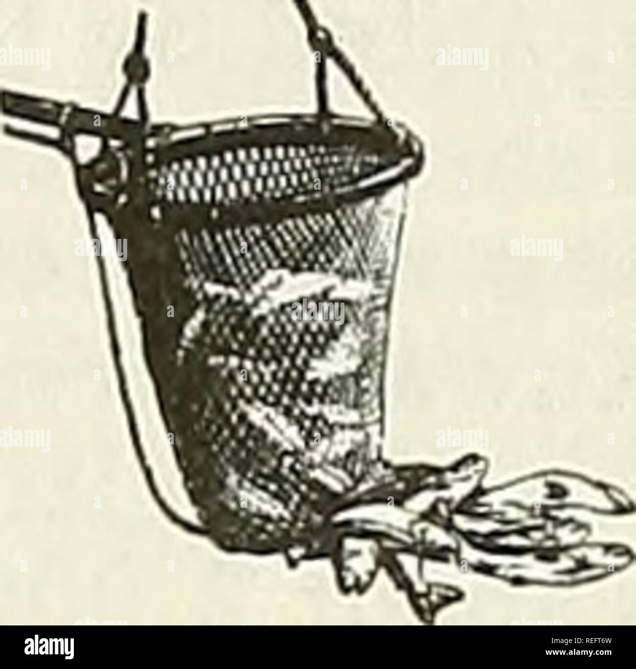 Maasbanker hi-res stock photography and images - Alamy