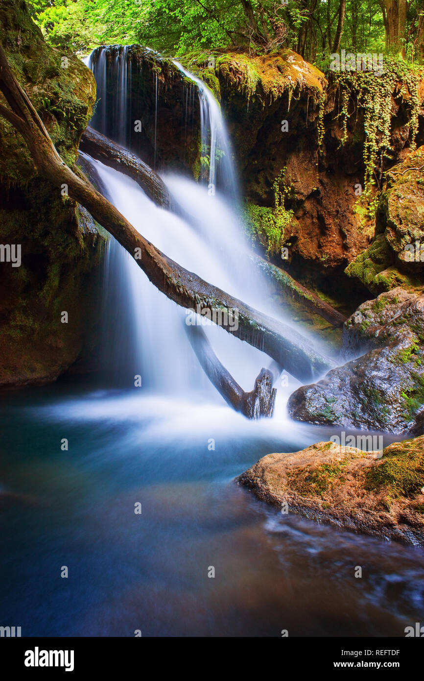 Deep green forest hi-res stock photography and images - Alamy