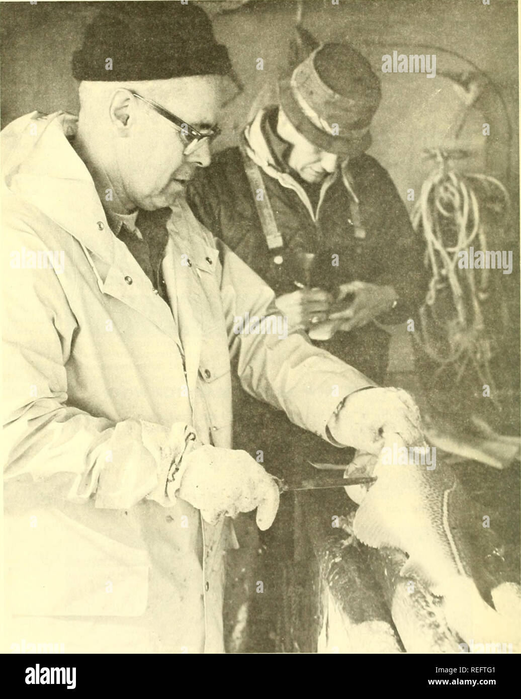 Fish stomach contents hi-res stock photography and images - Alamy