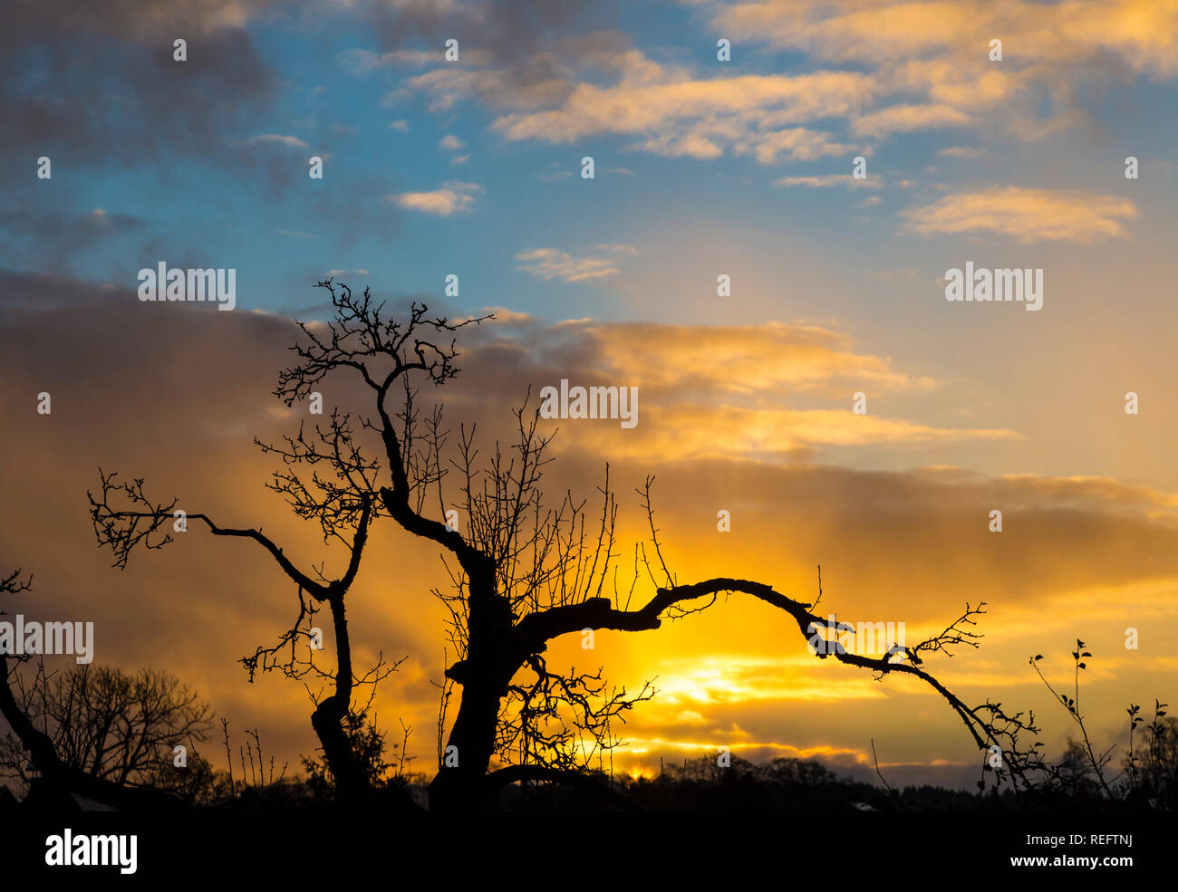 Sun sunrise sunset through tree hi-res stock photography and images - Alamy