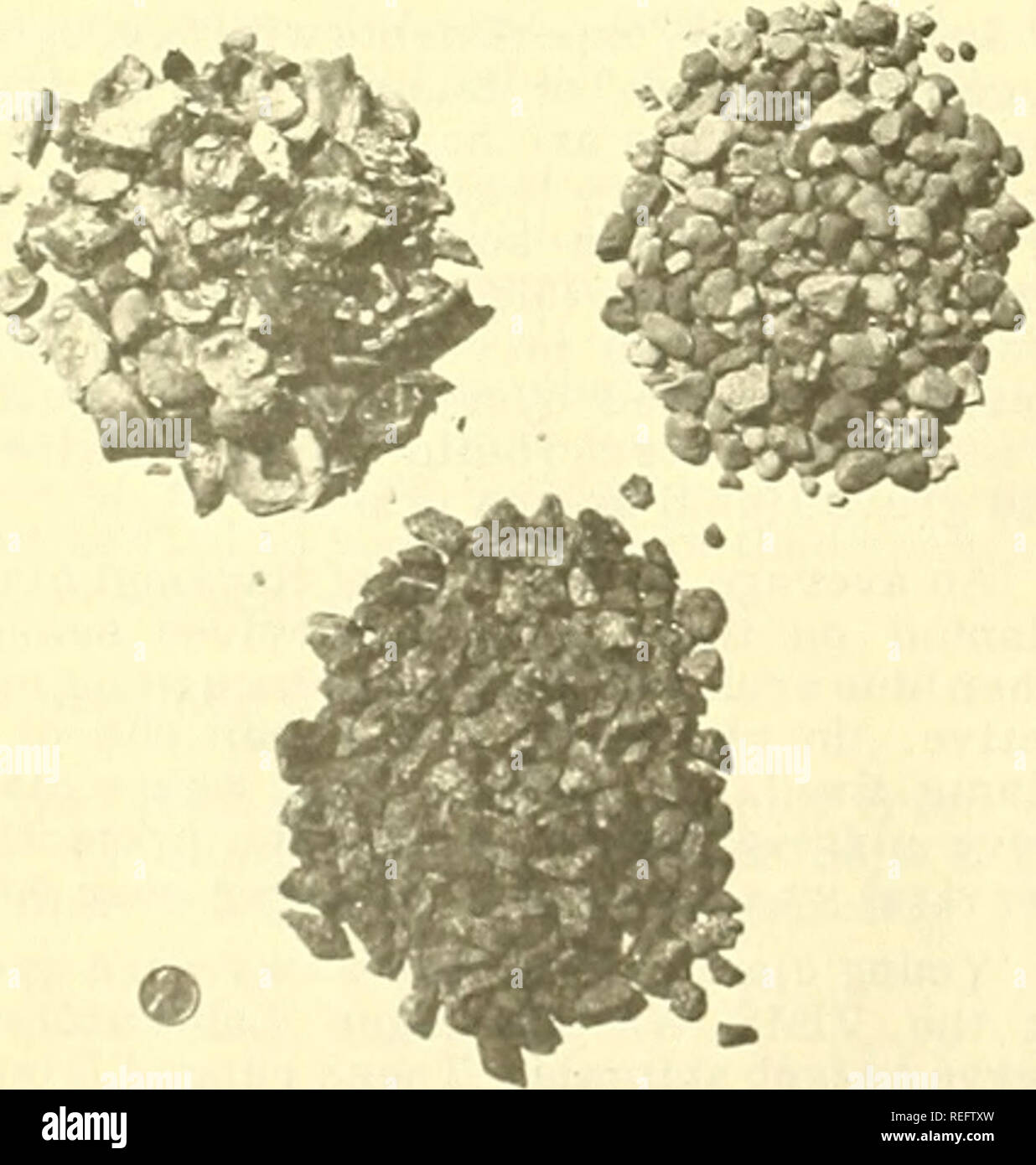 Clam predators hi-res stock photography and images - Alamy