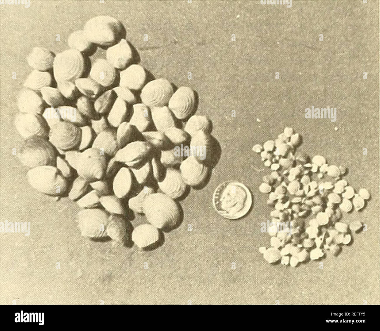 Boring clam hi-res stock photography and images - Alamy