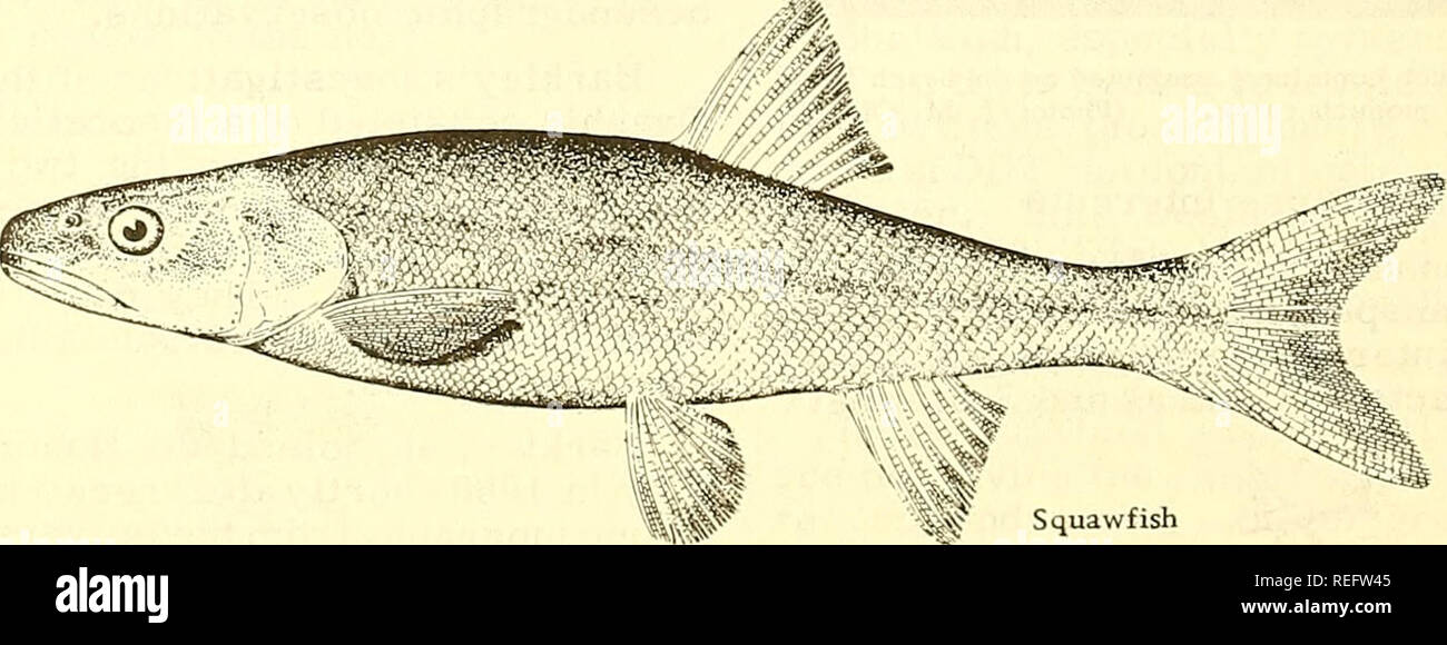 . Commercial fisheries review. Fisheries; Fish trade. 'SQUOXIN' IS A ...