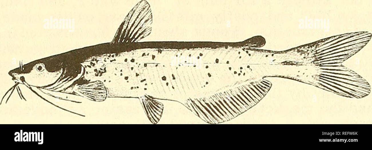 . Commercial fisheries review. Fisheries; Fish trade. 65 FOOD FISH ...