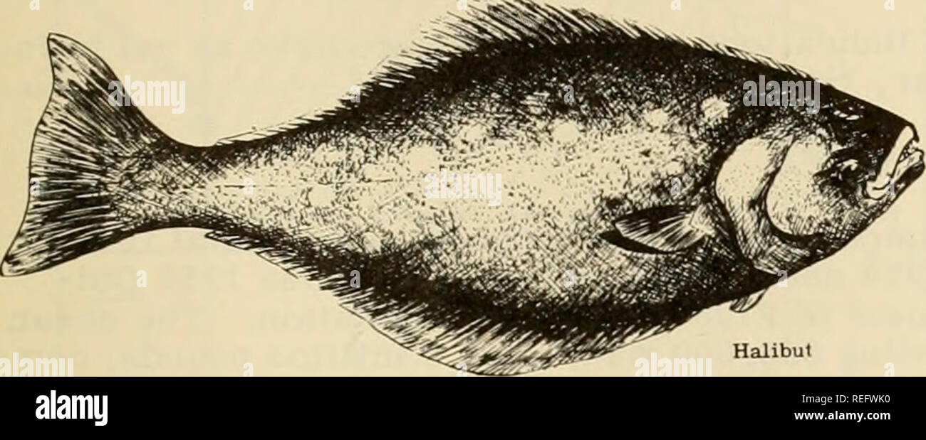 American samoa tuna hi-res stock photography and images - Alamy