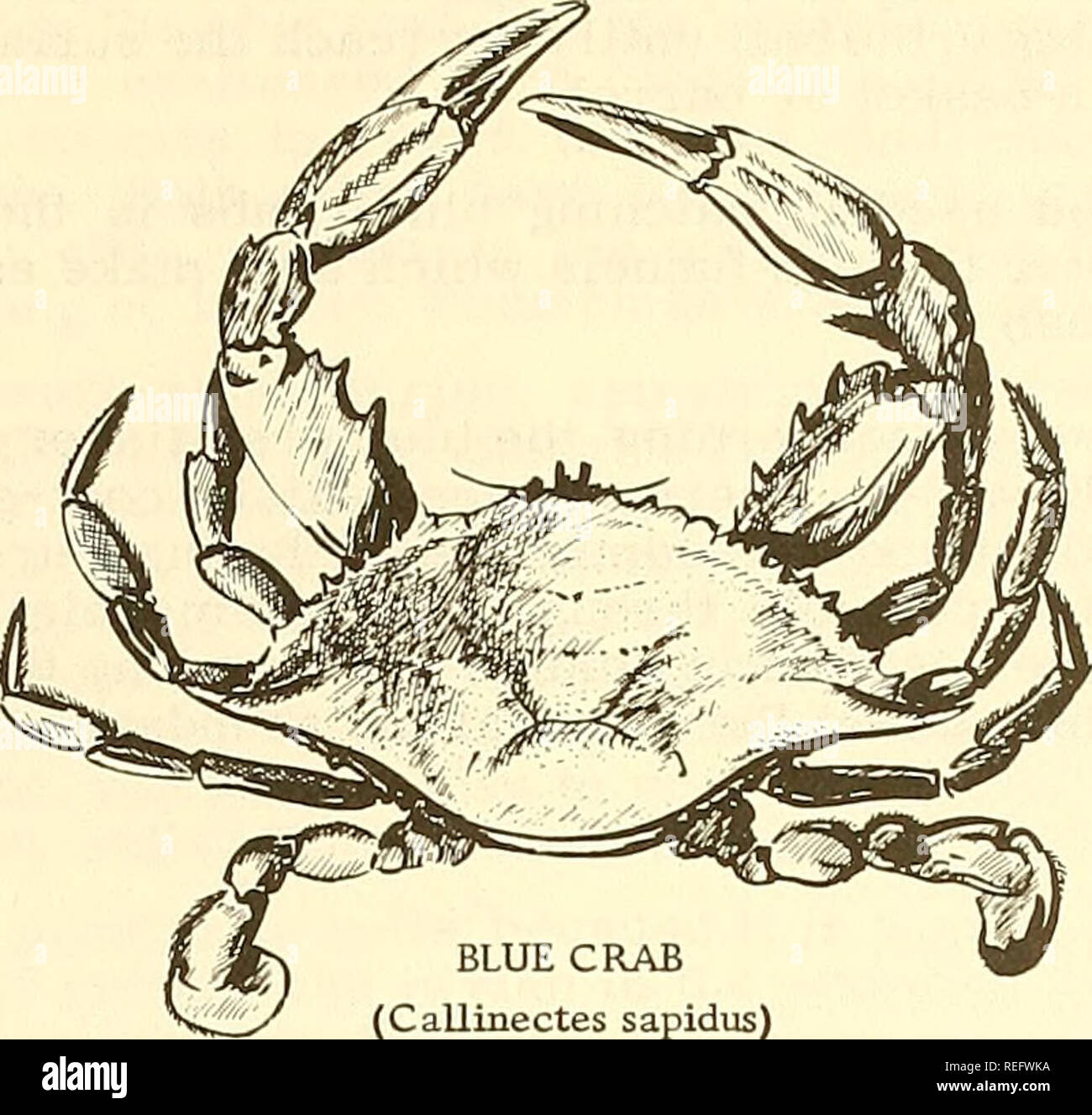 . Commercial fisheries review. Fisheries; Fish trade. 83 FOOD FISH ...