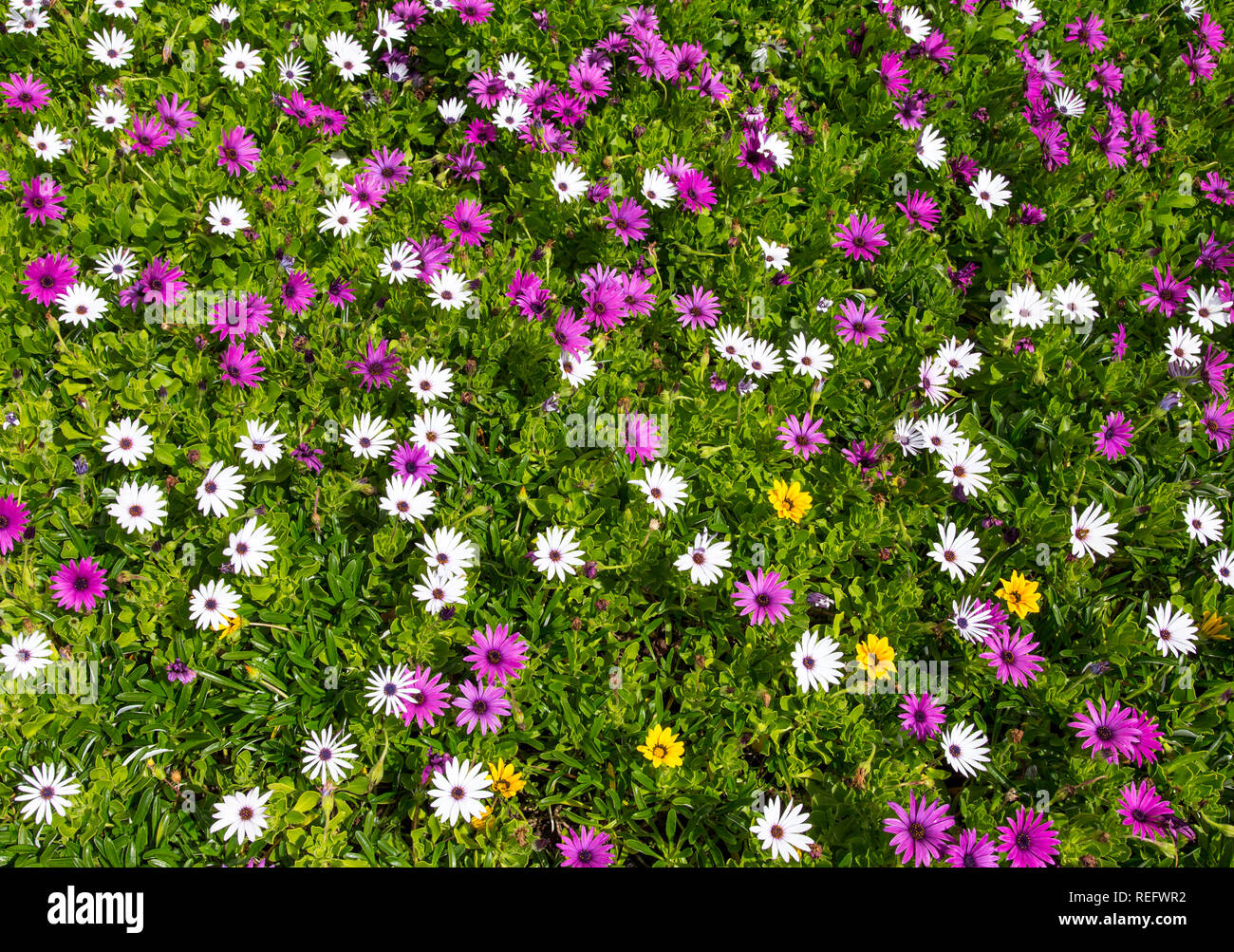 Flowery border hi-res stock photography and images - Alamy