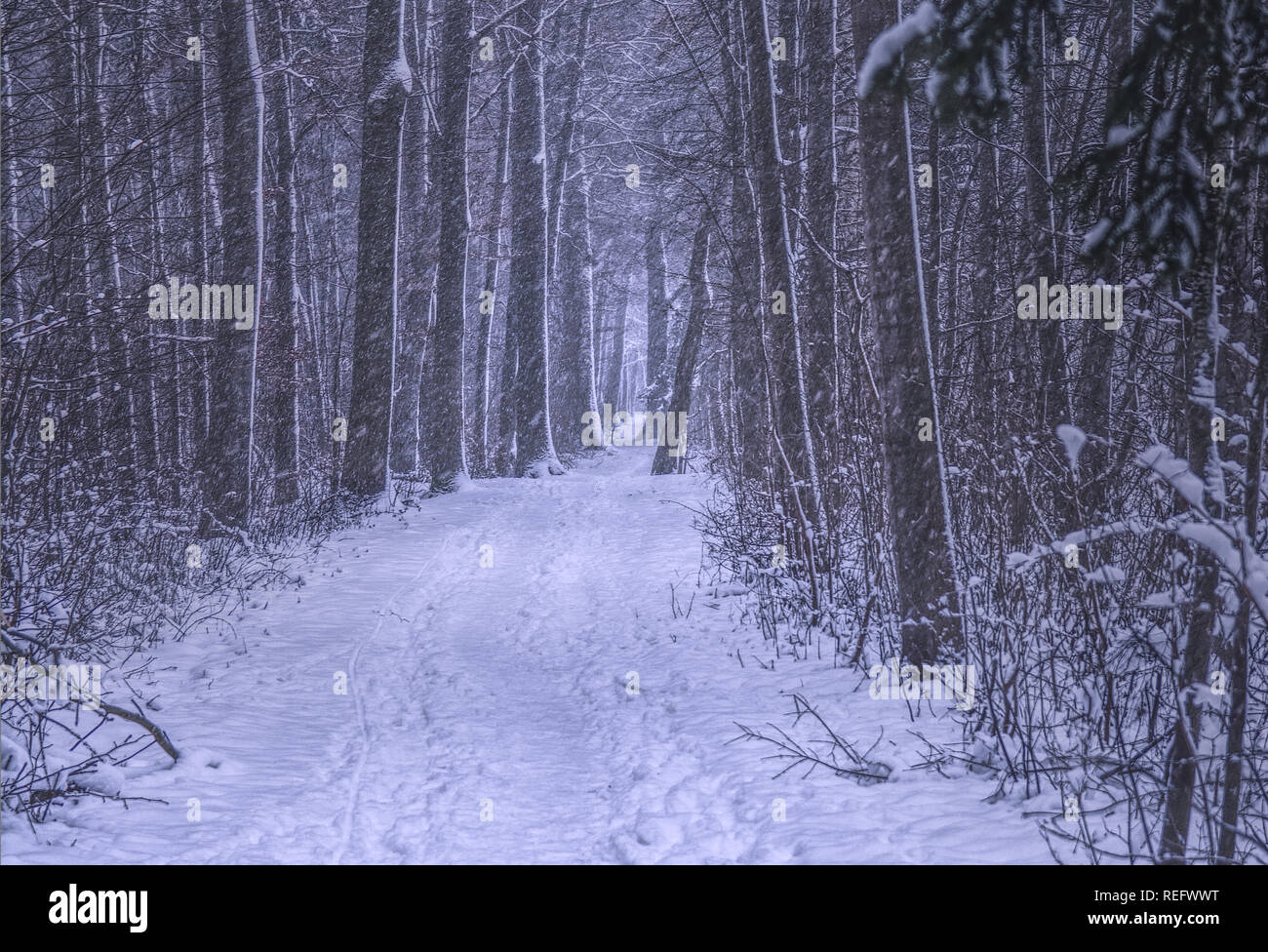 Blizzard in the forest Stock Photo - Alamy