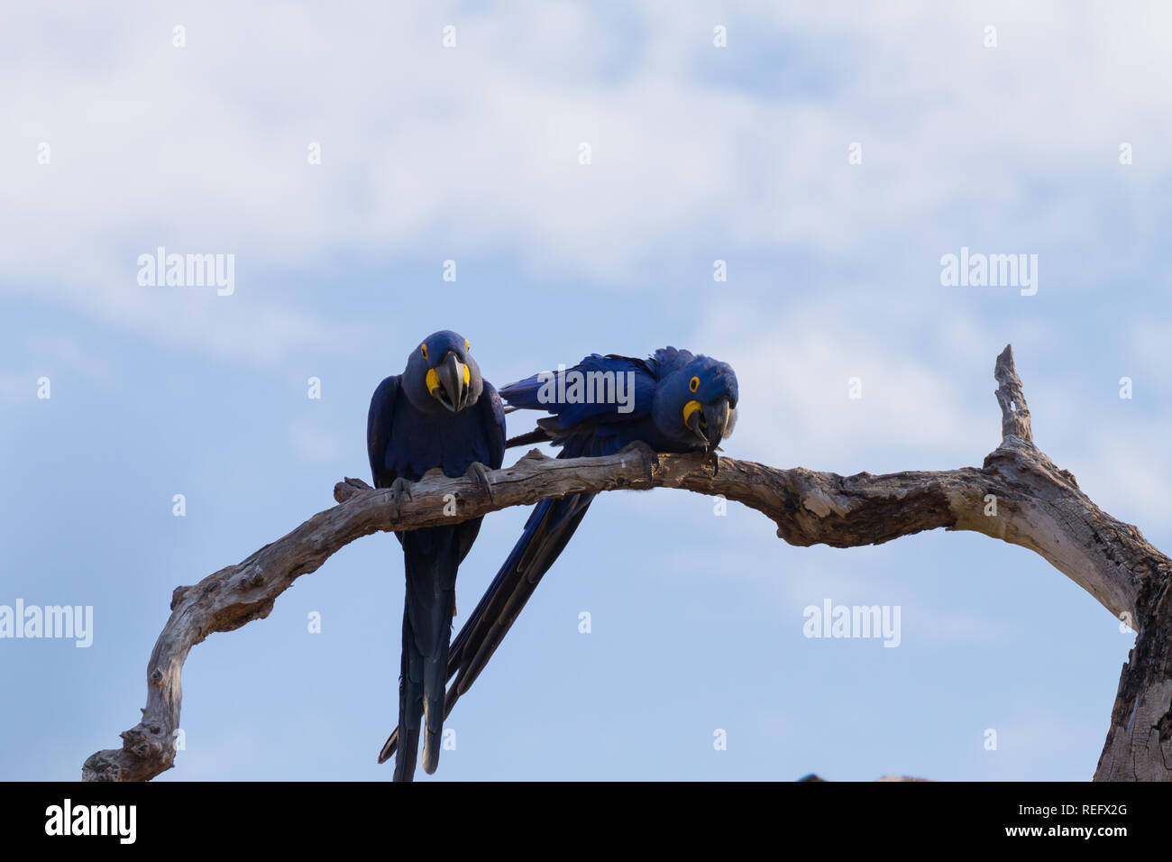 Couple of Hyacinth macaw from Pantanal, Brazil. Brazilian wildlife ...