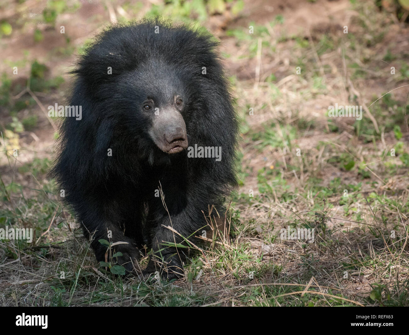 Indian Sloth Bear in Ranthambore National Park in Rajasthan, India ...