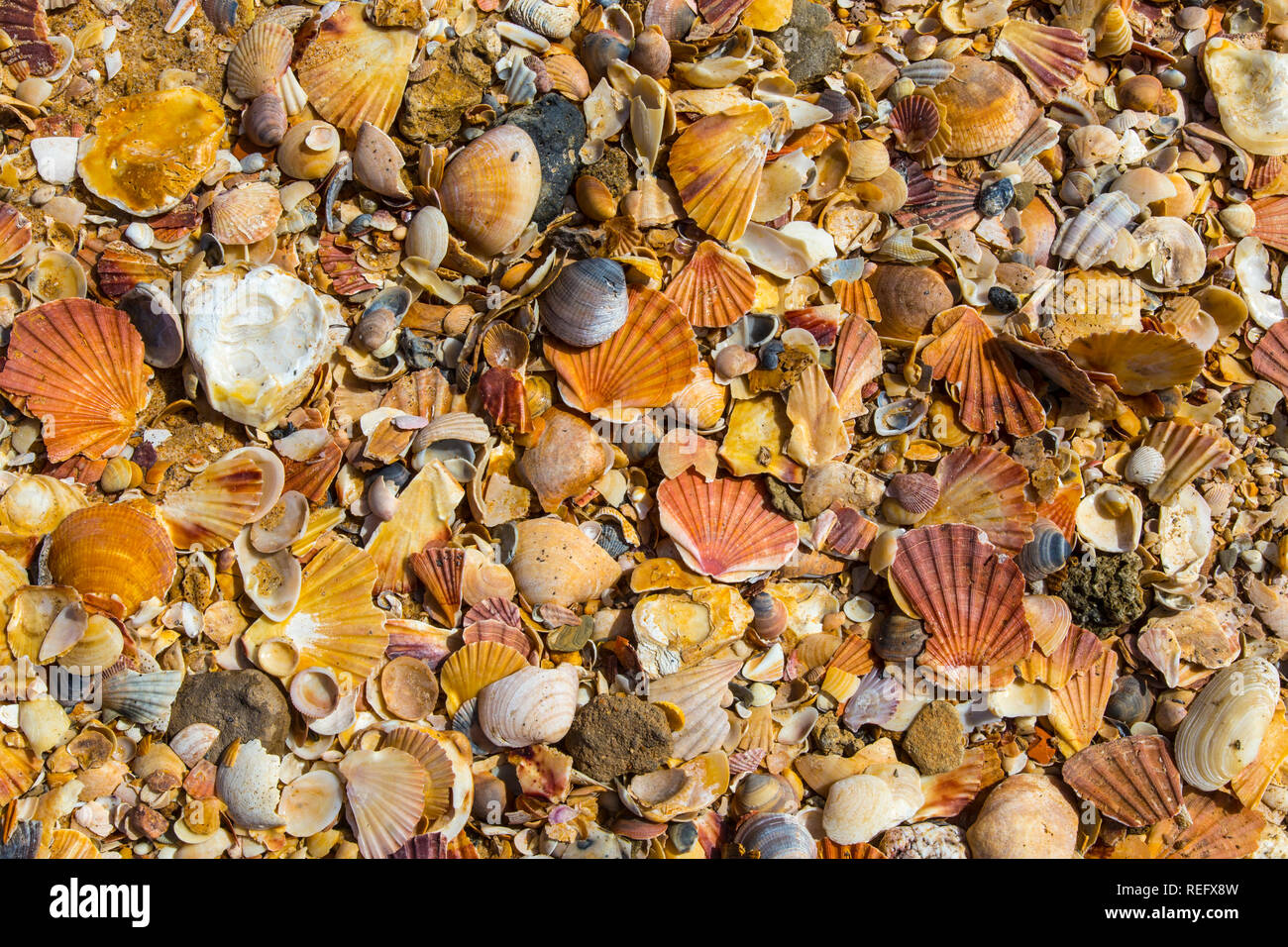 Colourful shells hi-res stock photography and images - Alamy