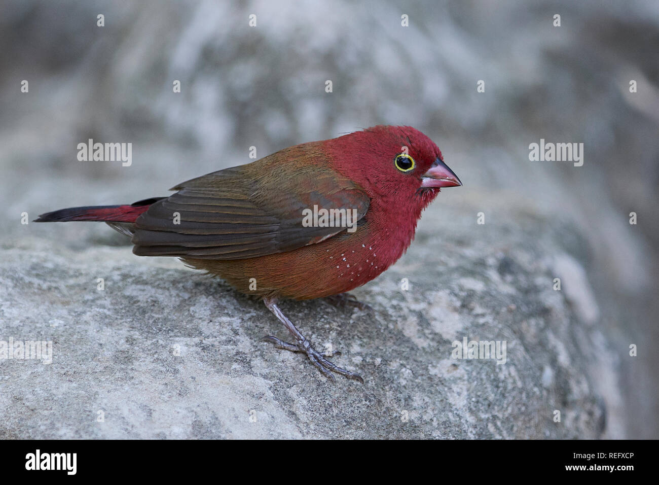 Re billed firefinch hi-res stock photography and images - Alamy