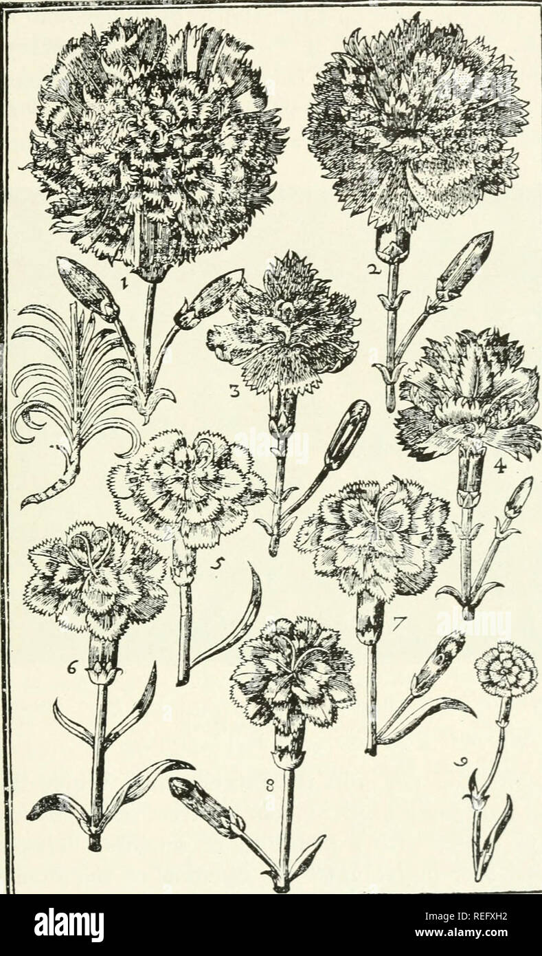 . Commercial carnation culture : a practical guide to modern methods of ...