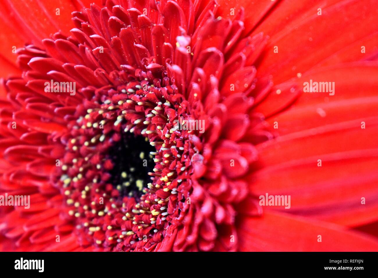 Closeup beautiful flowers hi-res stock photography and images - Alamy