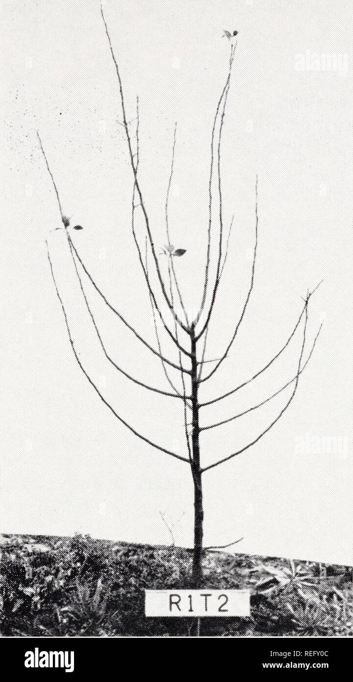 . Commercial apple growing in California. Apples. Fig. 3. Double-headed ...