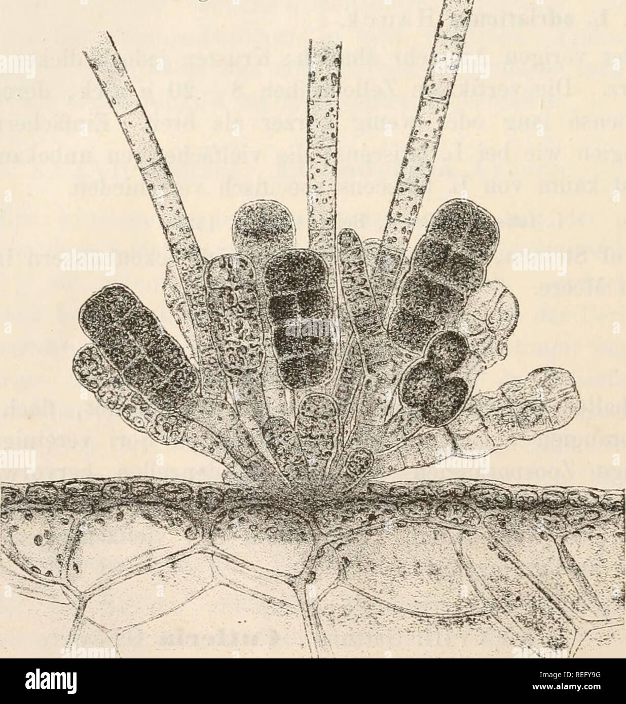 Antheridien hi-res stock photography and images - Alamy