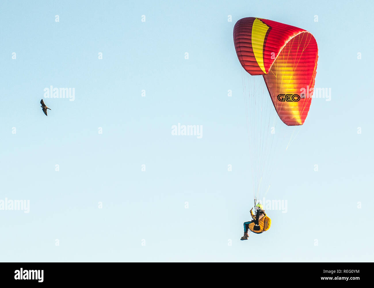 Tiger cox hi-res stock photography and images - Alamy