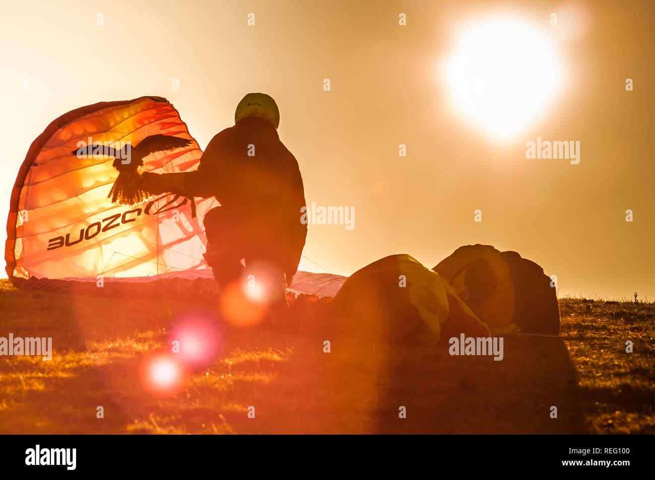 Bo-Peep, Alciston, Lewes, Sussex, UK. 20th January 2019. Tiger Cox with ...