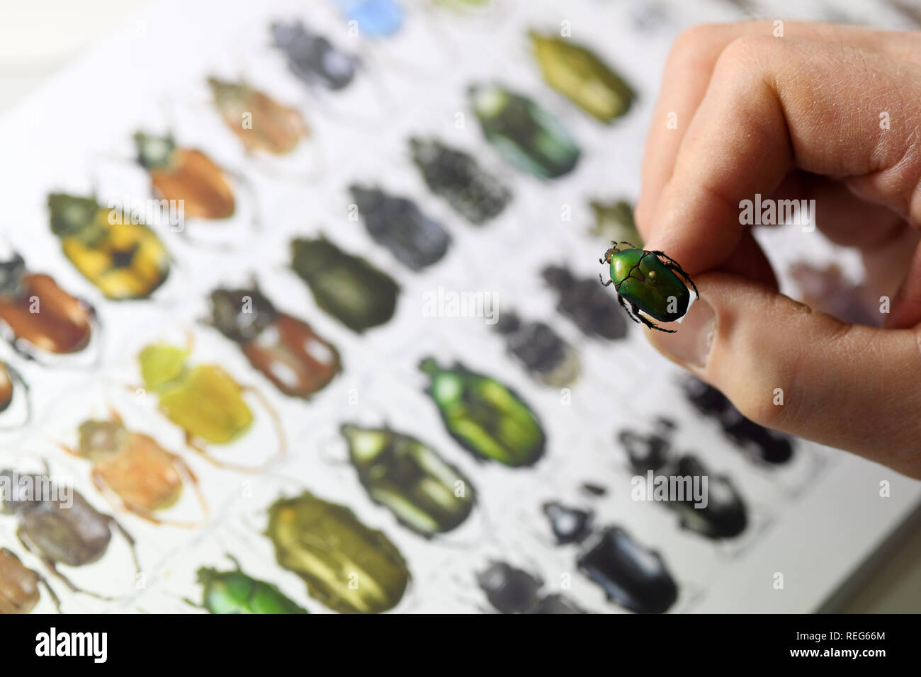 15 January 2019, Bavaria, München: A beetle collector holds a skewered ...