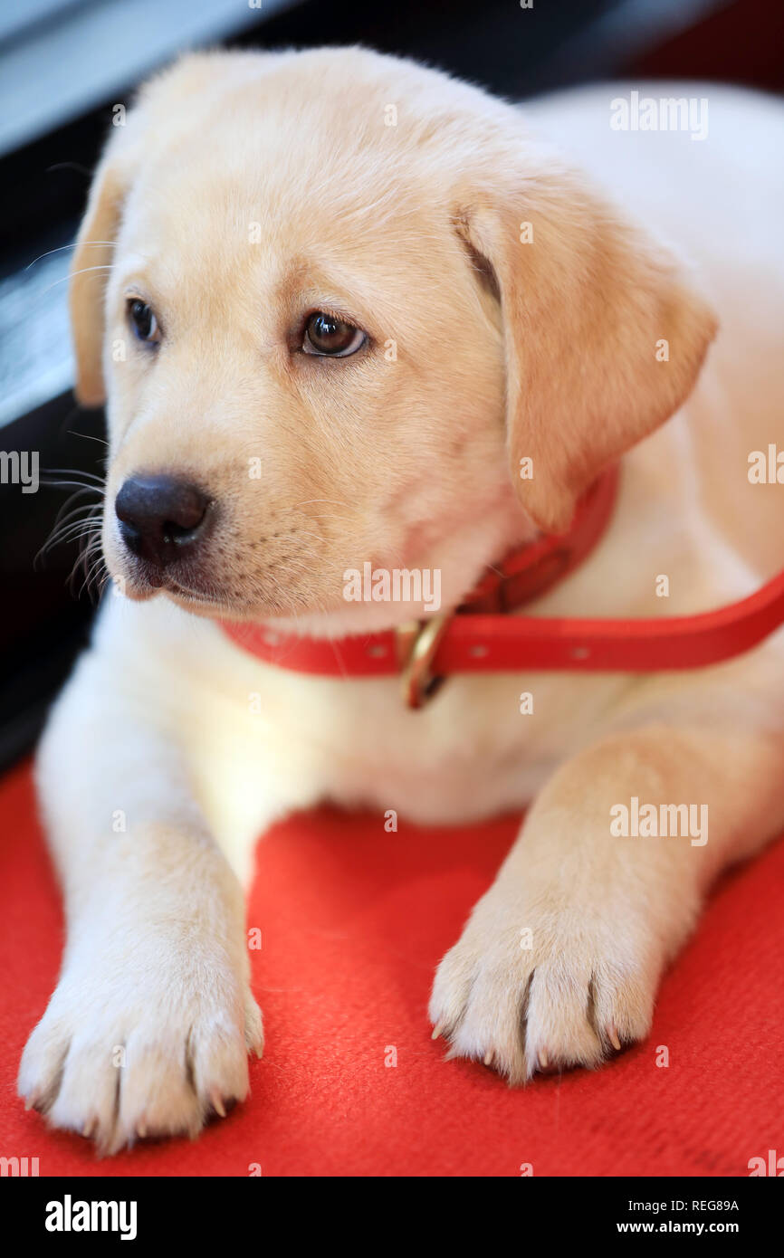 8 week old labrador puppies hi-res stock photography and images - Alamy