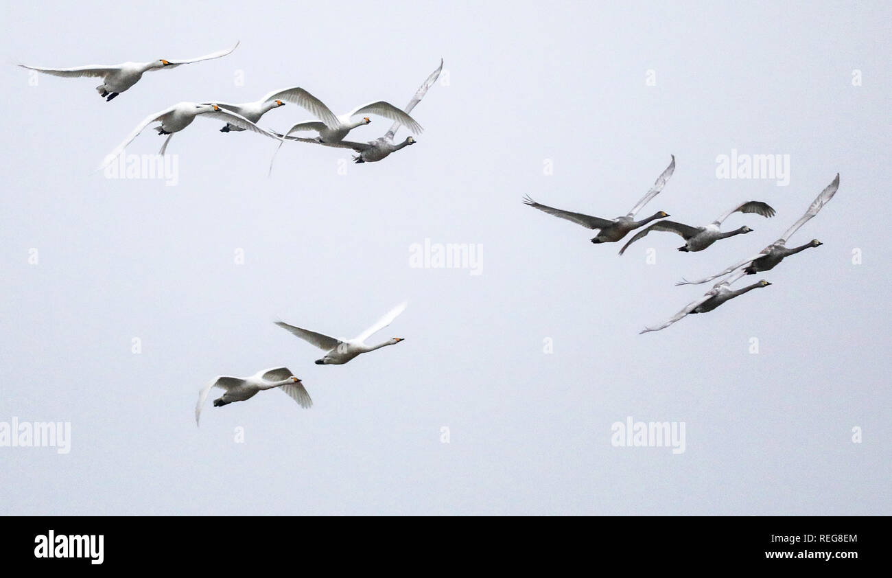 Obermarchtal Reutlingendorf, Germany. 22nd Jan, 2019. Several singing ...
