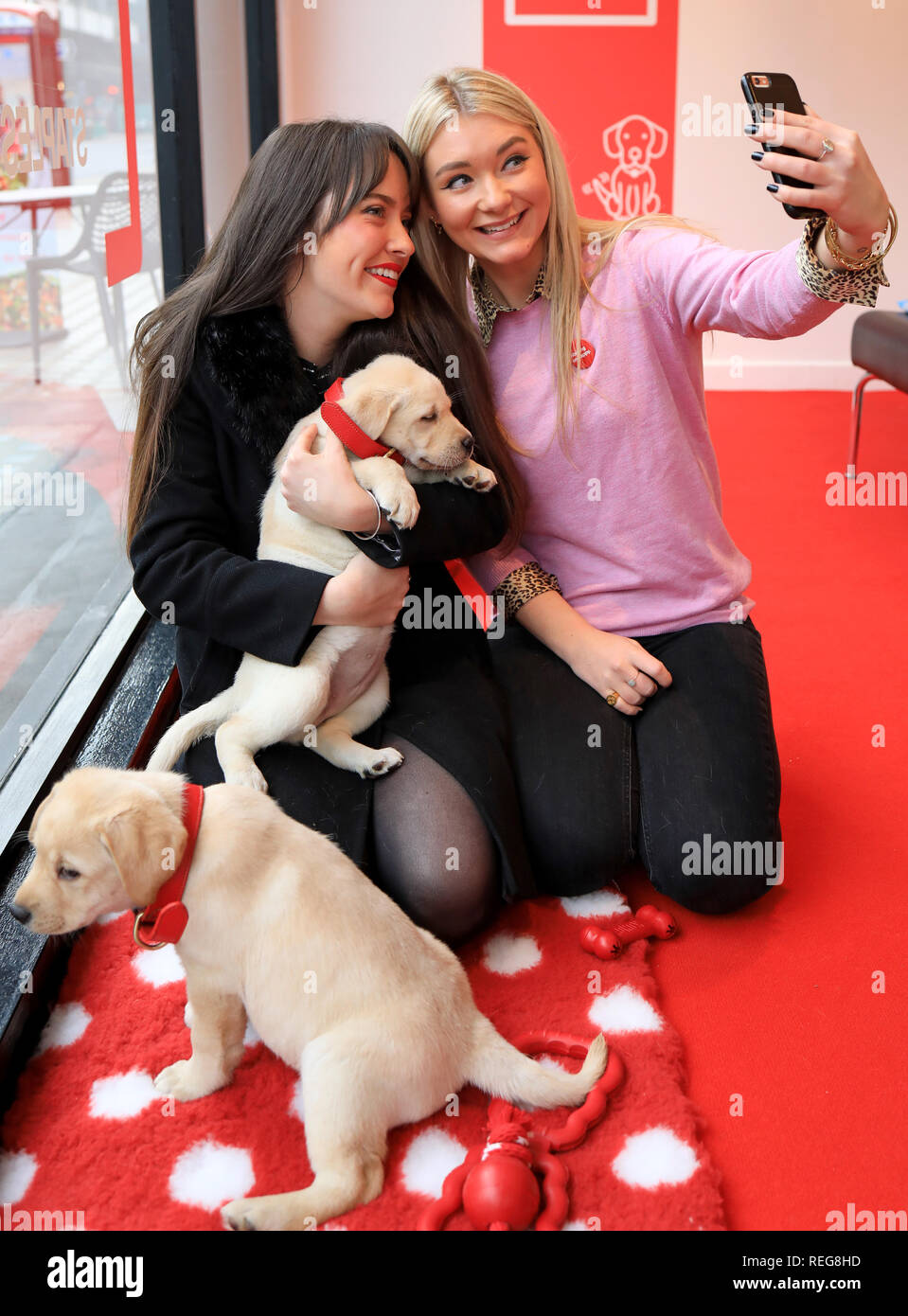 8 week old labrador puppies hi-res stock photography and images - Alamy