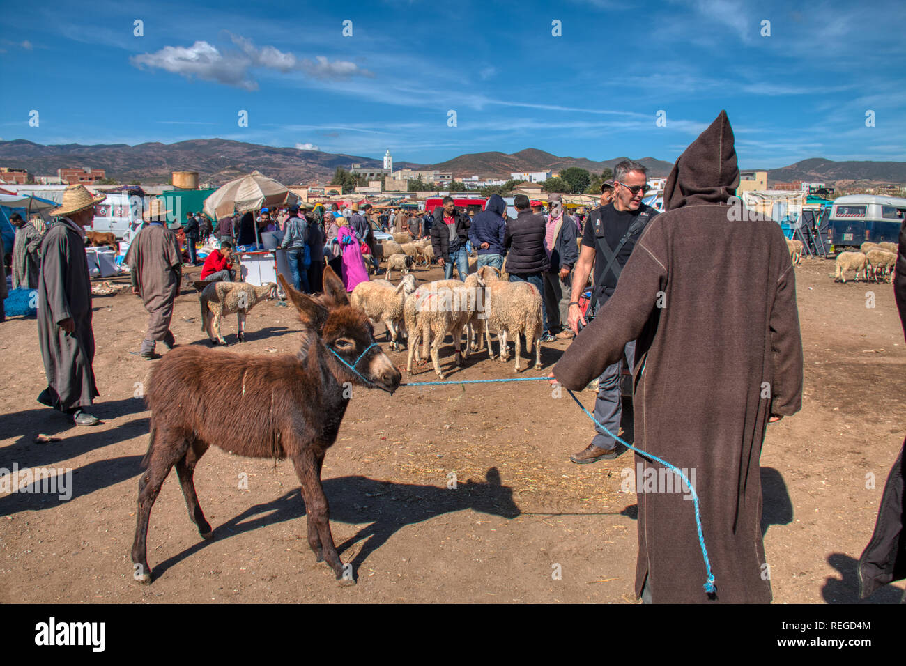 Moroccan donkey hi-res stock photography and images - Alamy