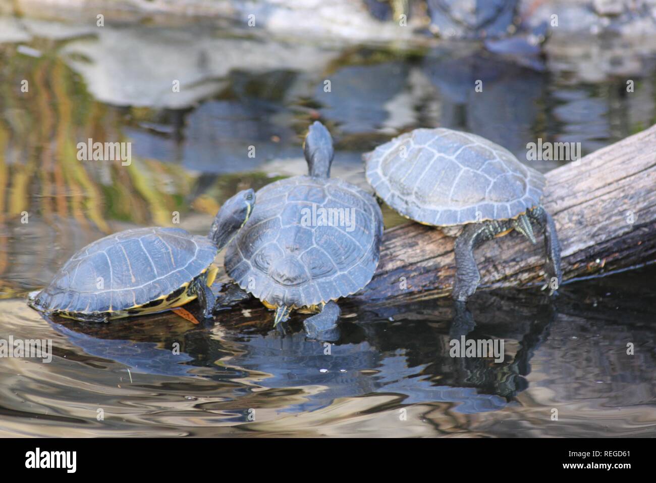 turtles on a log Stock Photo - Alamy