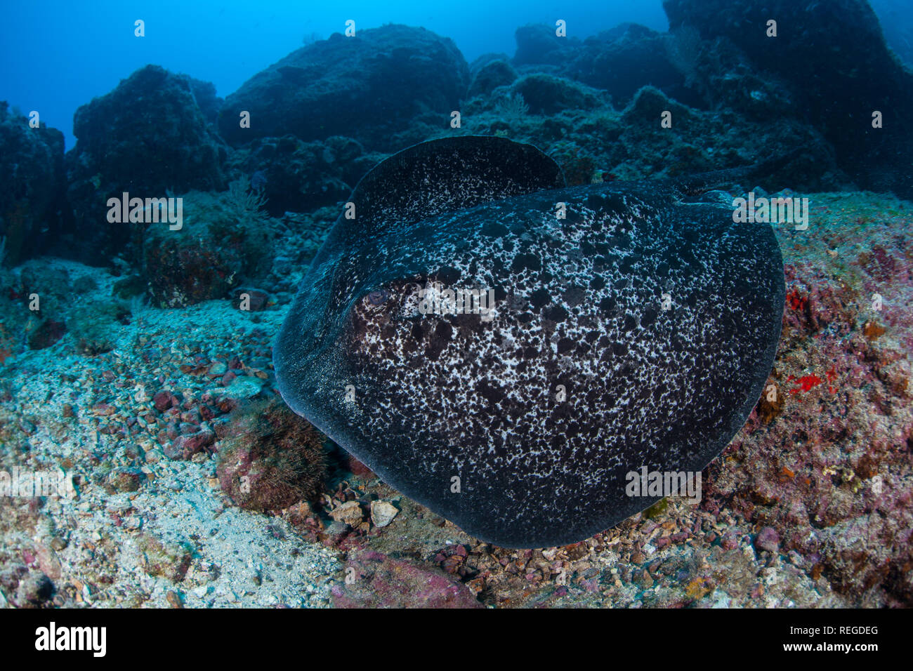 A Marbled stingray, Taeniura meyeni, swims over the rocky seafloor at ...