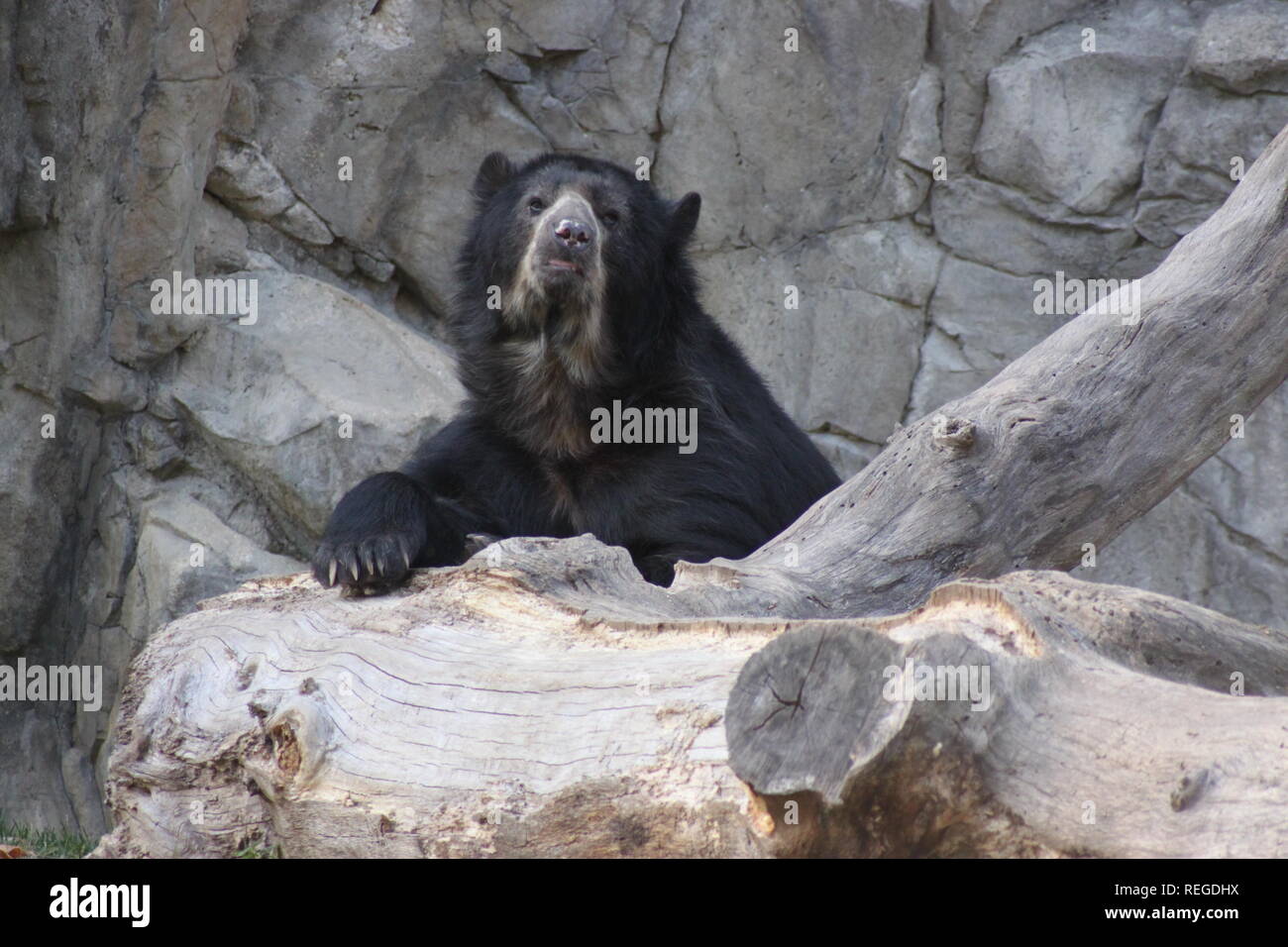 Sad bear hi-res stock photography and images - Alamy