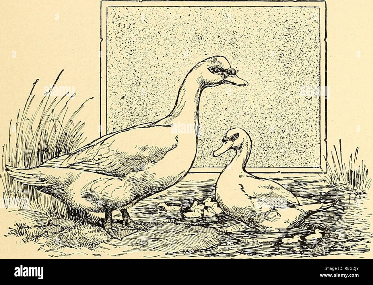 . Commercial poultry raising;. Poultry. MUSCOVY DUCKS 521 standard ...