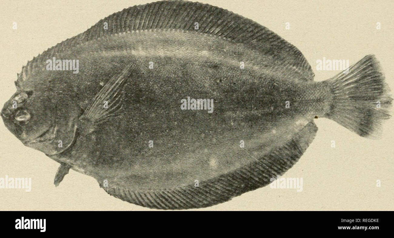 . Common marine fishes of California. Fishes -- California; Fishes. 126 ...