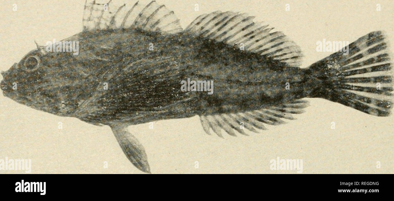 Normally small fish hi-res stock photography and images - Alamy