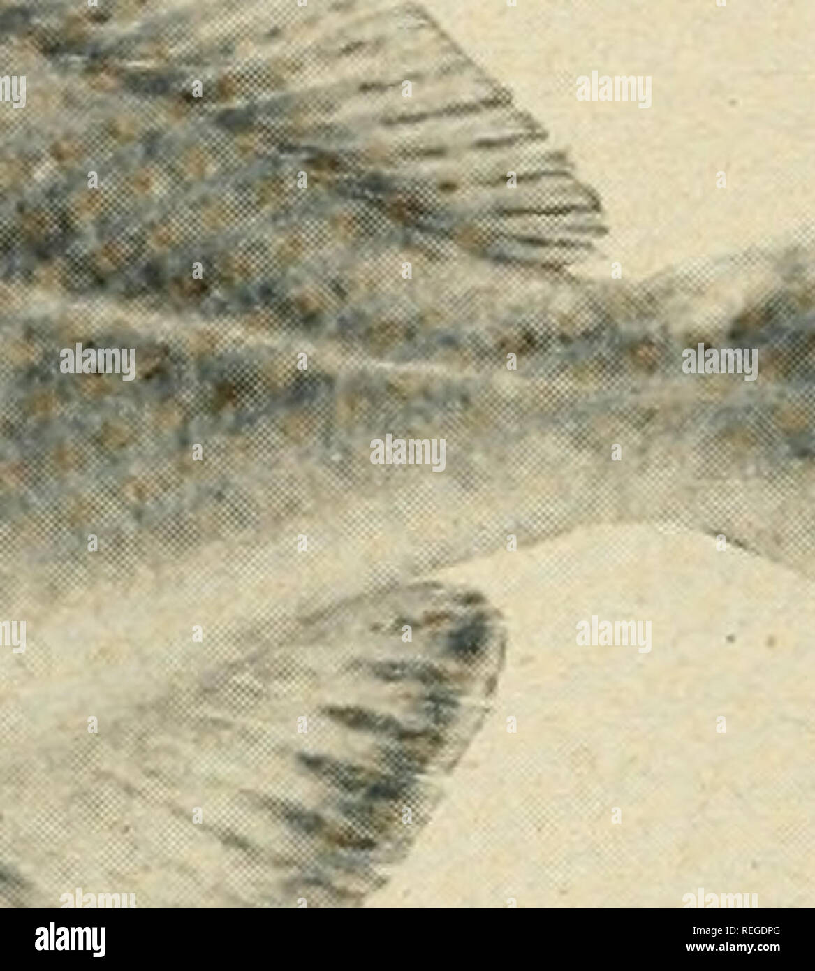 Rockfish family hi-res stock photography and images - Alamy