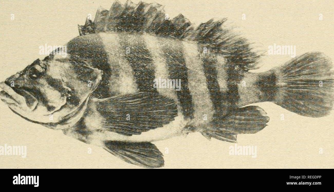 Rockfish family hi-res stock photography and images - Alamy