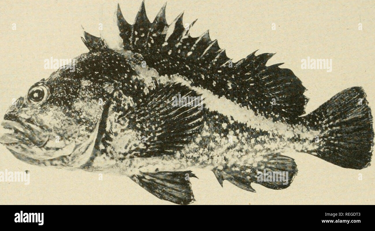 Rockfish family hi-res stock photography and images - Alamy