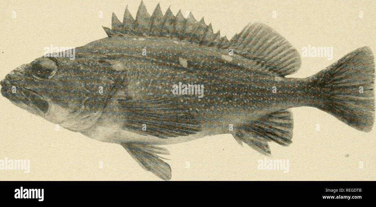 Rockfish family hi-res stock photography and images - Alamy