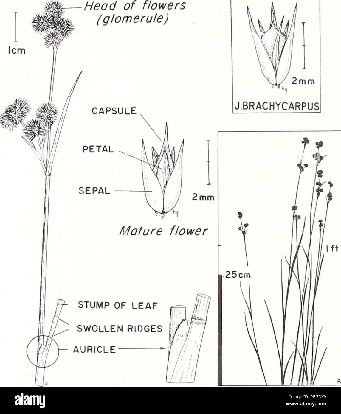 Cross Section Of A Rush High Resolution Stock Photography and Images ...